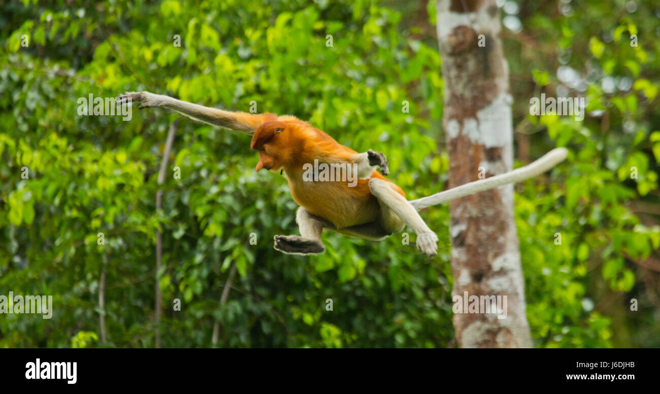 The proboscis monkey is jumping from tree to tree in the jungle ...