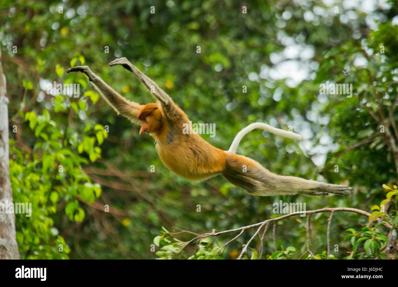 The proboscis monkey is jumping from tree to tree in the jungle ...