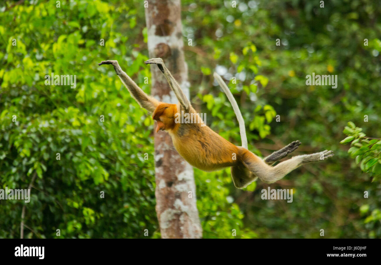 The proboscis monkey is jumping from tree to tree in the jungle ...