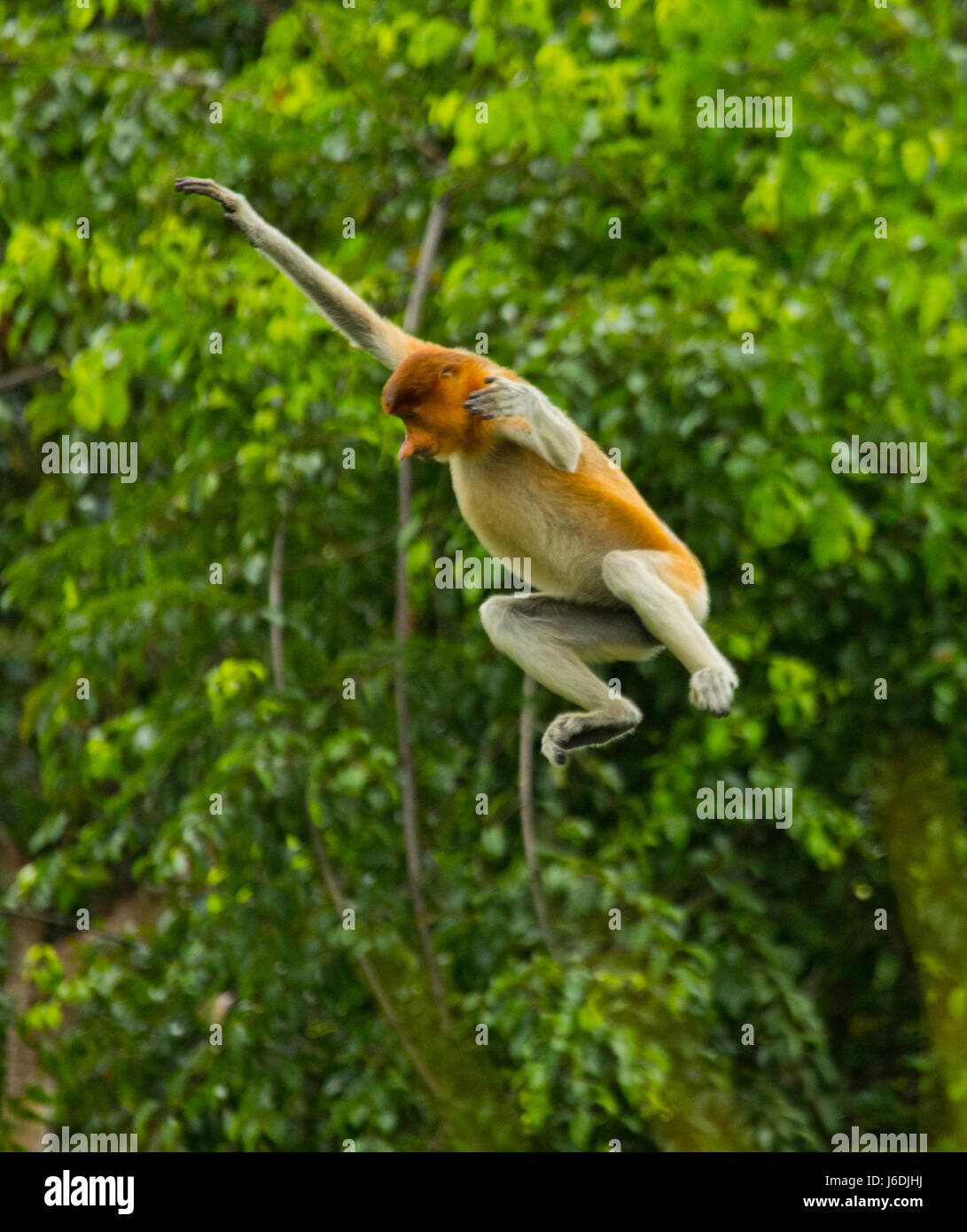 The proboscis monkey is jumping from tree to tree in the jungle ...