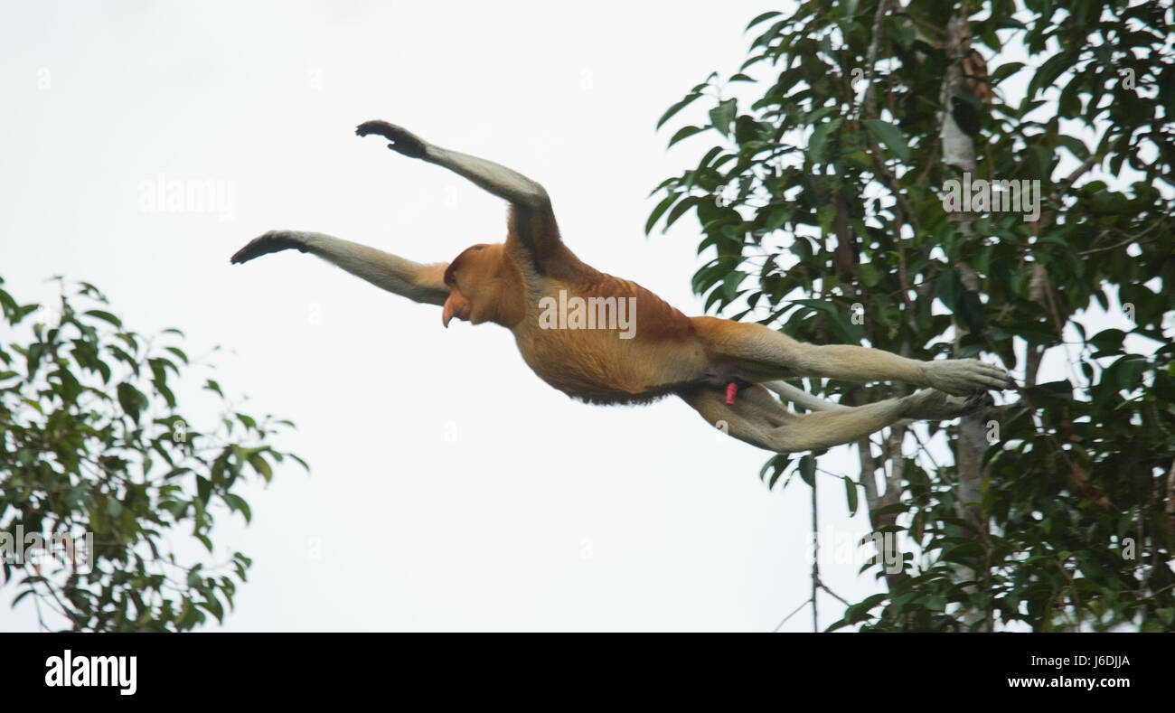 The proboscis monkey is jumping from tree to tree in the jungle ...