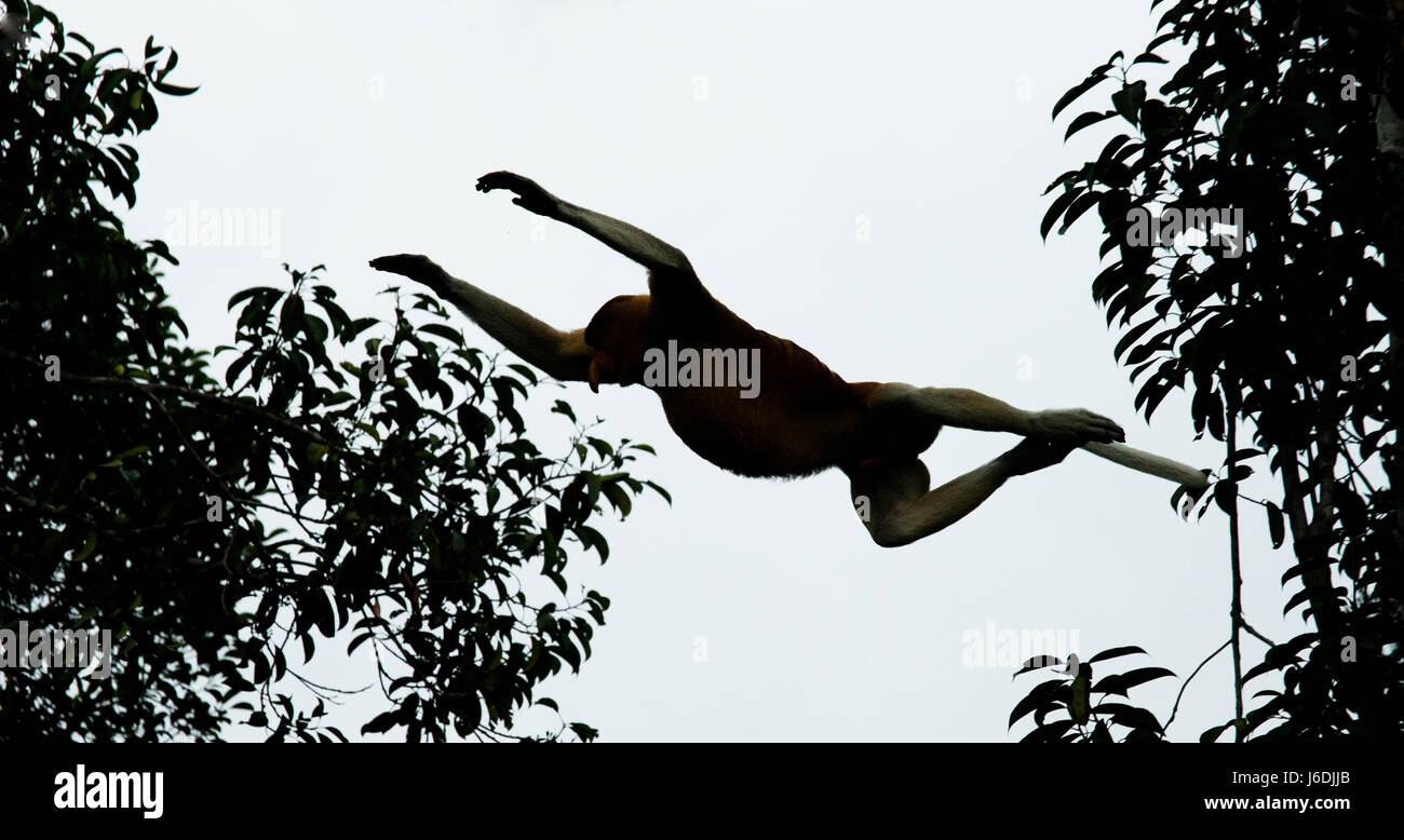 The proboscis monkey is jumping from tree to tree in the jungle ...