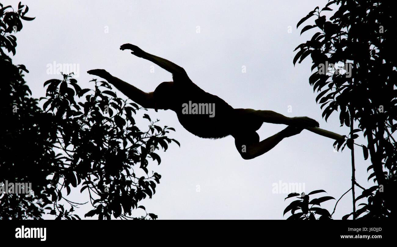 The proboscis monkey is jumping from tree to tree in the jungle ...