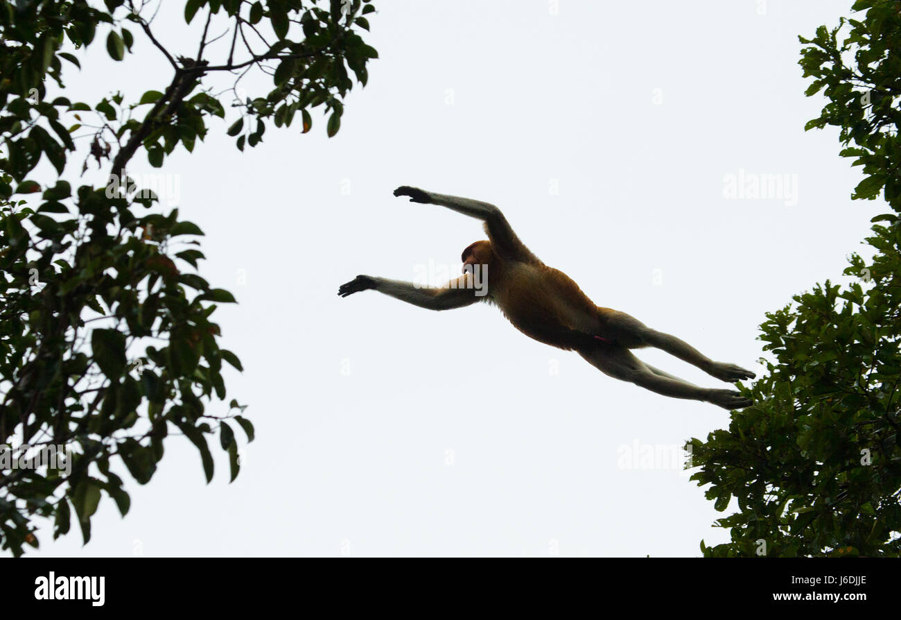 The proboscis monkey is jumping from tree to tree in the jungle ...