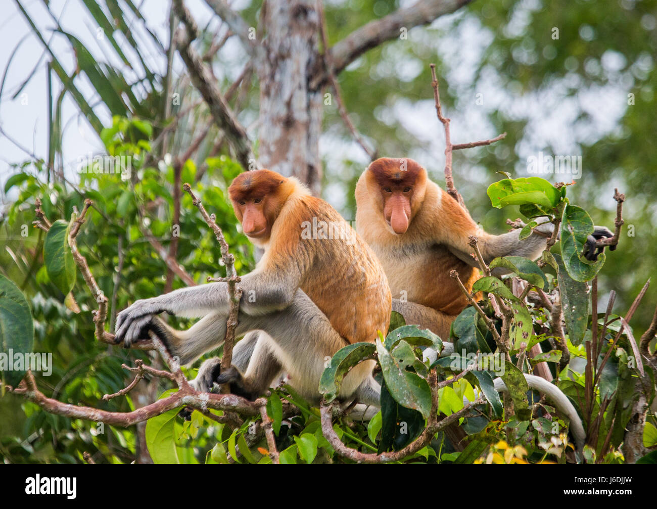 Family of proboscis monkeys sitting in a tree in the jungle. Indonesia ...