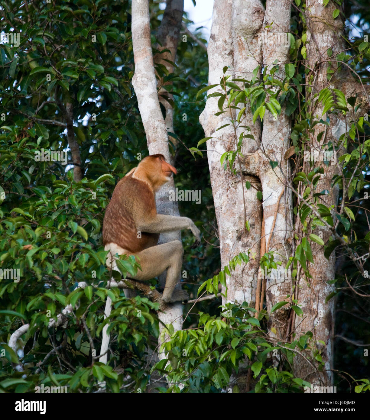 The proboscis monkey is sitting on a tree in the jungle. Indonesia. The ...