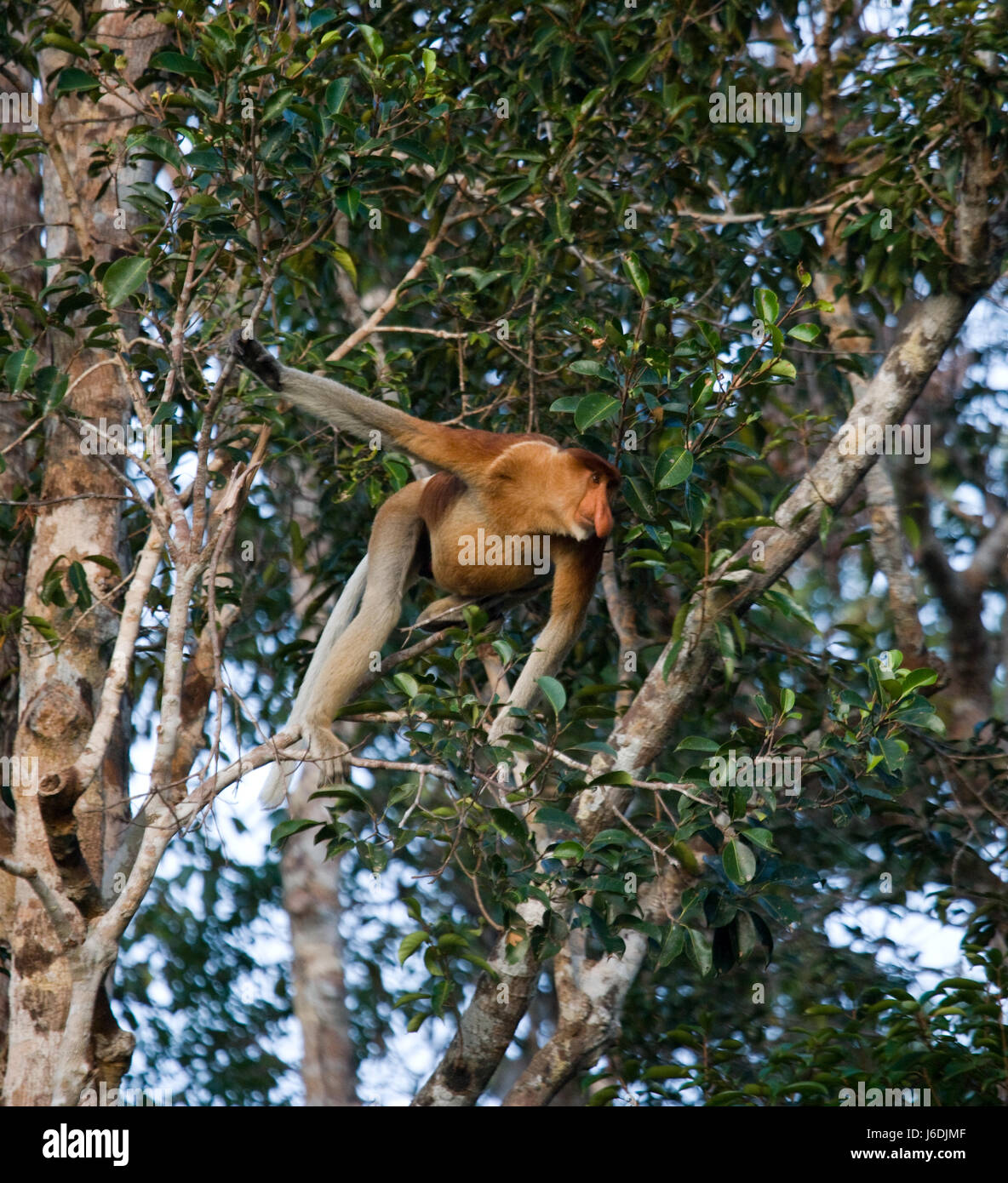The proboscis monkey is sitting on a tree in the jungle. Indonesia. The ...