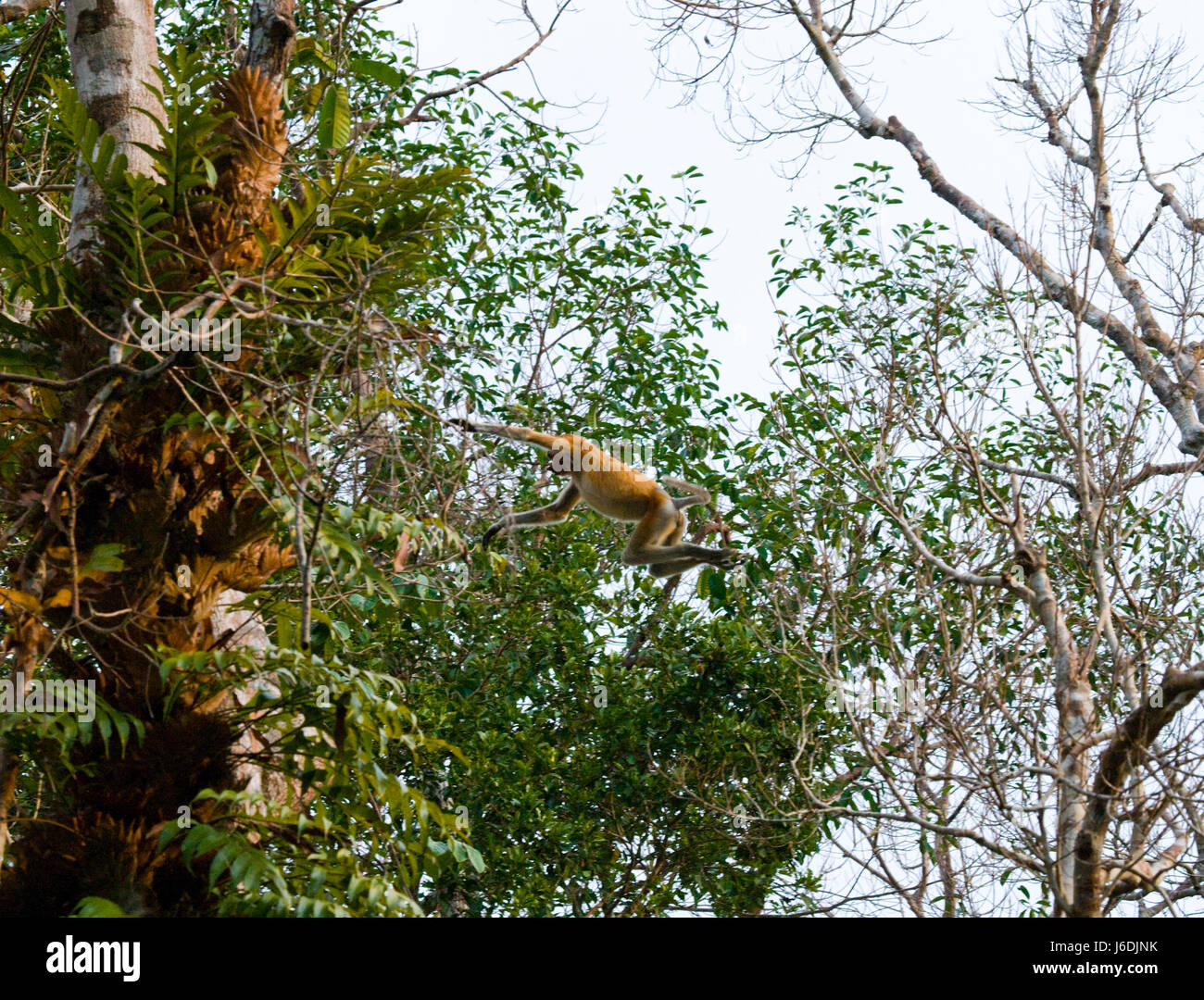 The proboscis monkey is jumping from tree to tree in the jungle ...