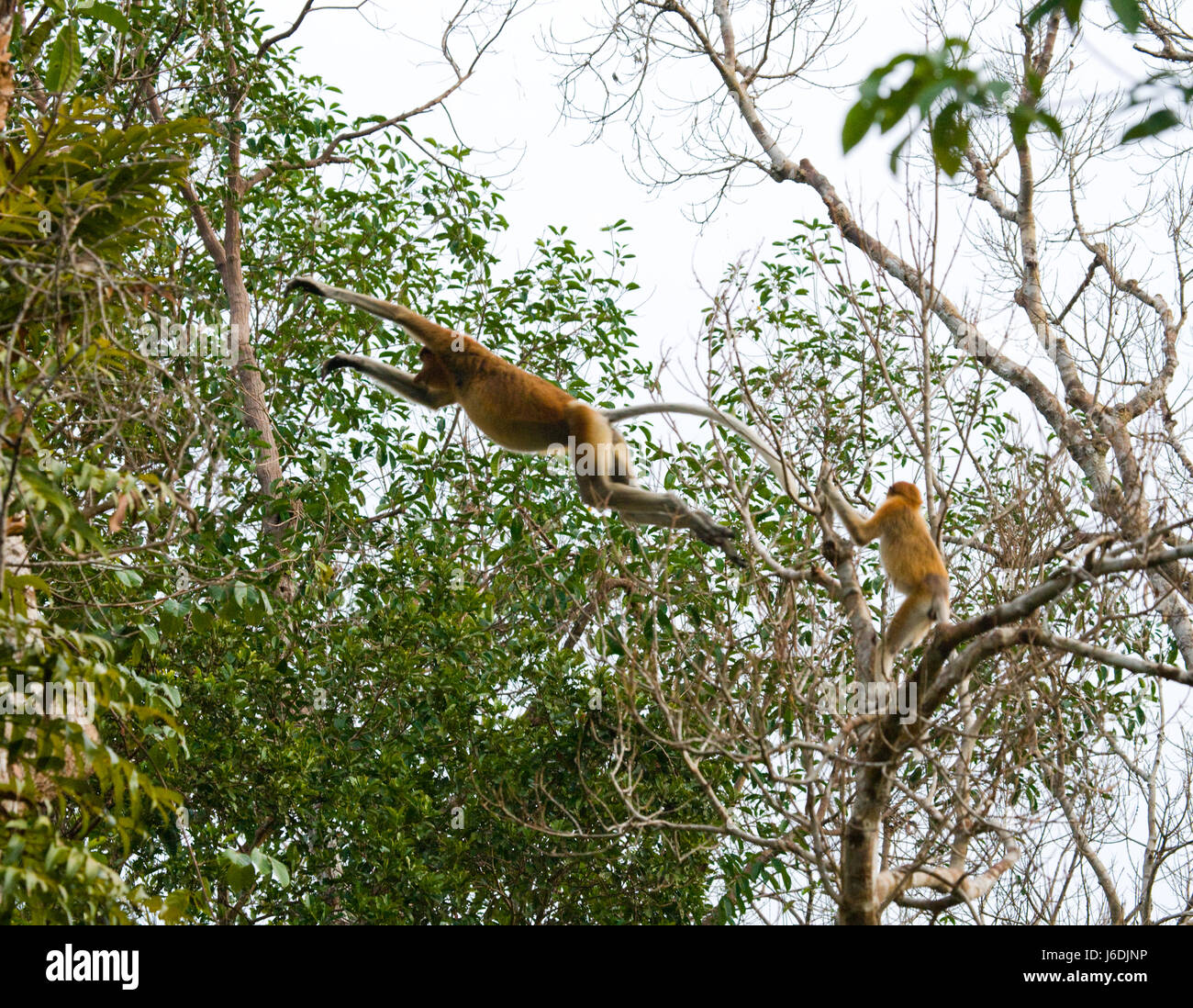 The proboscis monkey is jumping from tree to tree in the jungle ...