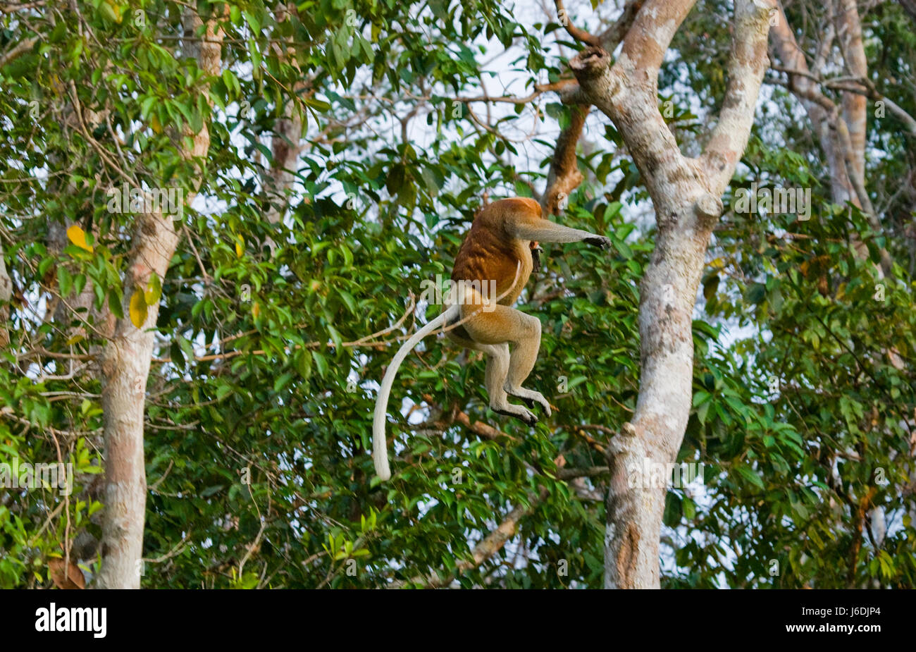 The proboscis monkey is jumping from tree to tree in the jungle ...