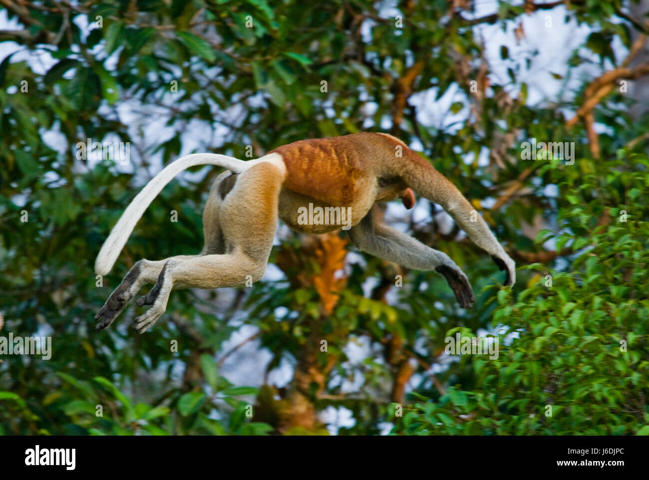 The proboscis monkey is jumping from tree to tree in the jungle ...