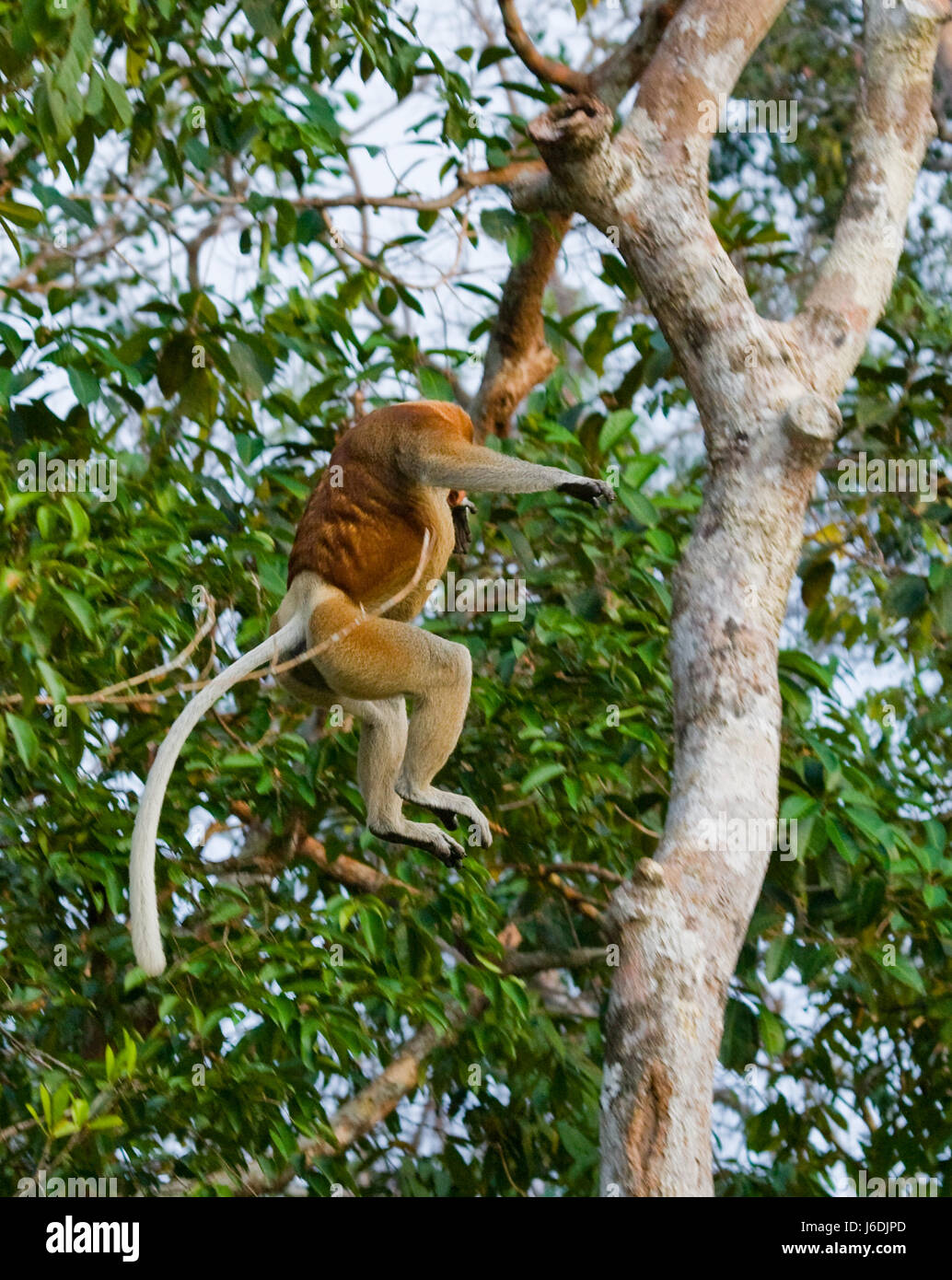 The proboscis monkey is jumping from tree to tree in the jungle ...