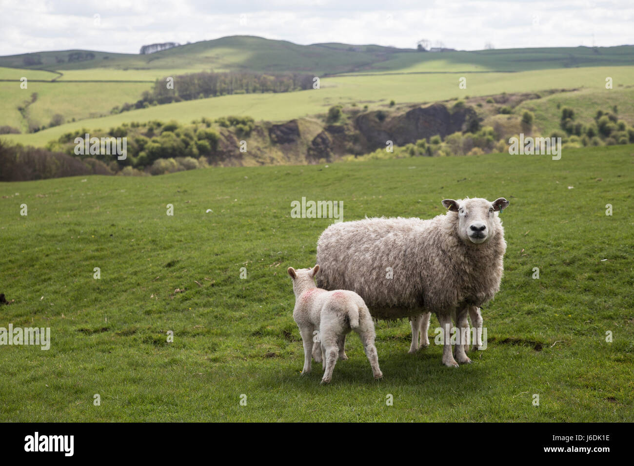 Swaledale Sheep with their lambs in the Yorkshire Dales Stock Photo - Alamy