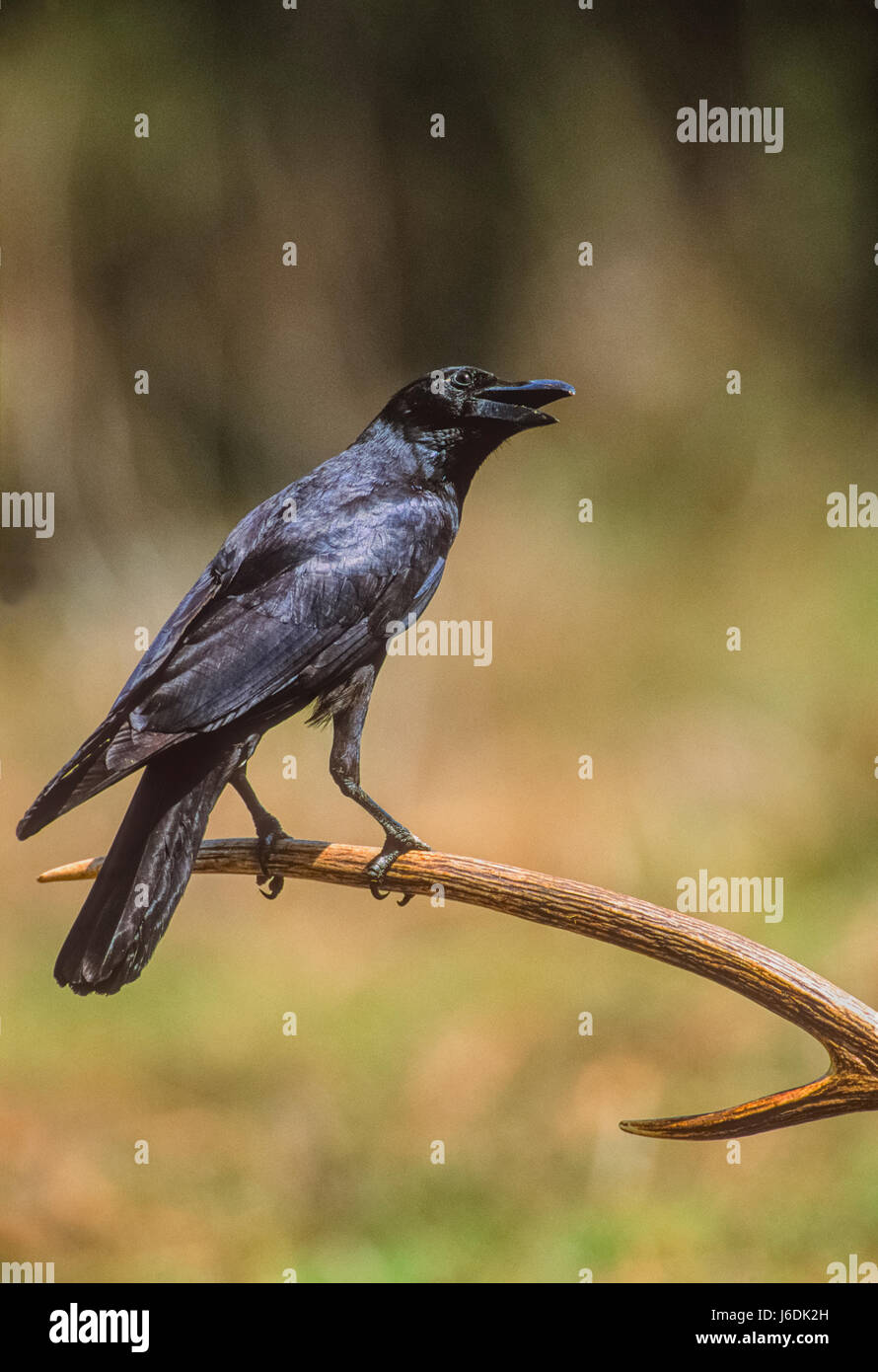 Indian Jungle Crow Stock Photos & Indian Jungle Crow Stock Images - Alamy