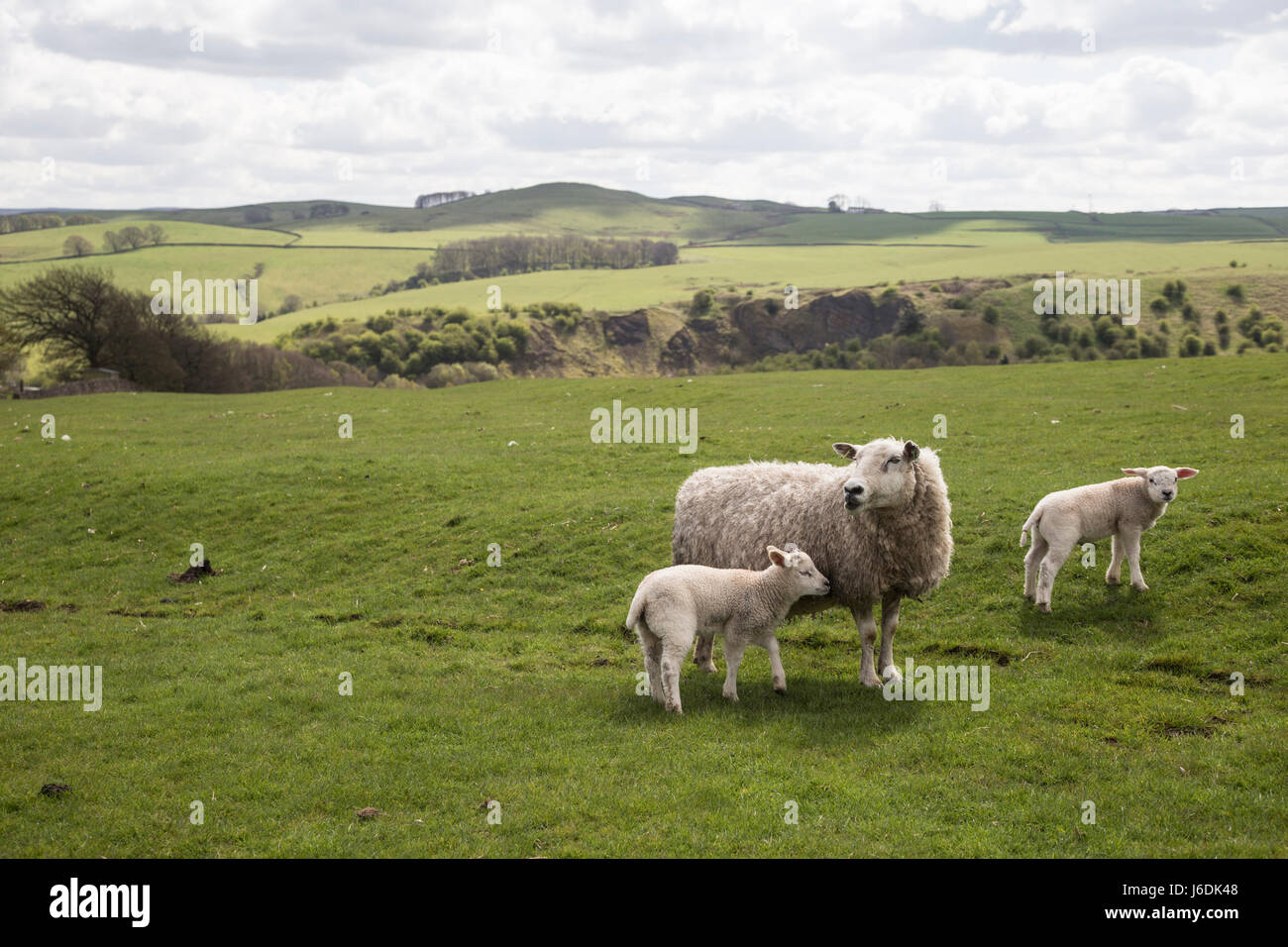 Swaledale Sheep with their lambs in the Yorkshire Dales Stock Photo - Alamy