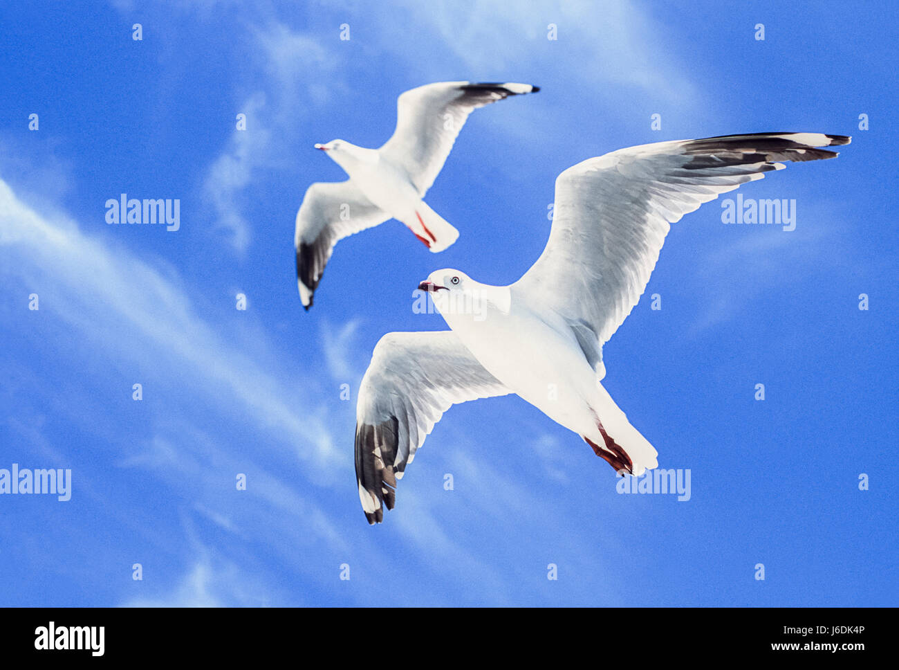 Flying gulls australia hi-res stock photography and images - Alamy