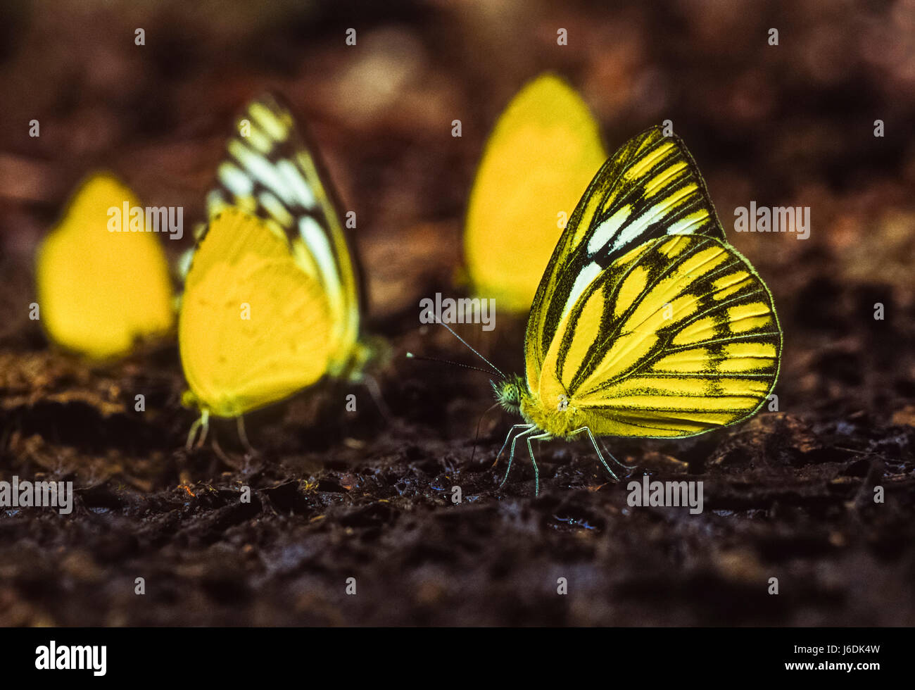 Butterflies of india hi-res stock photography and images - Alamy