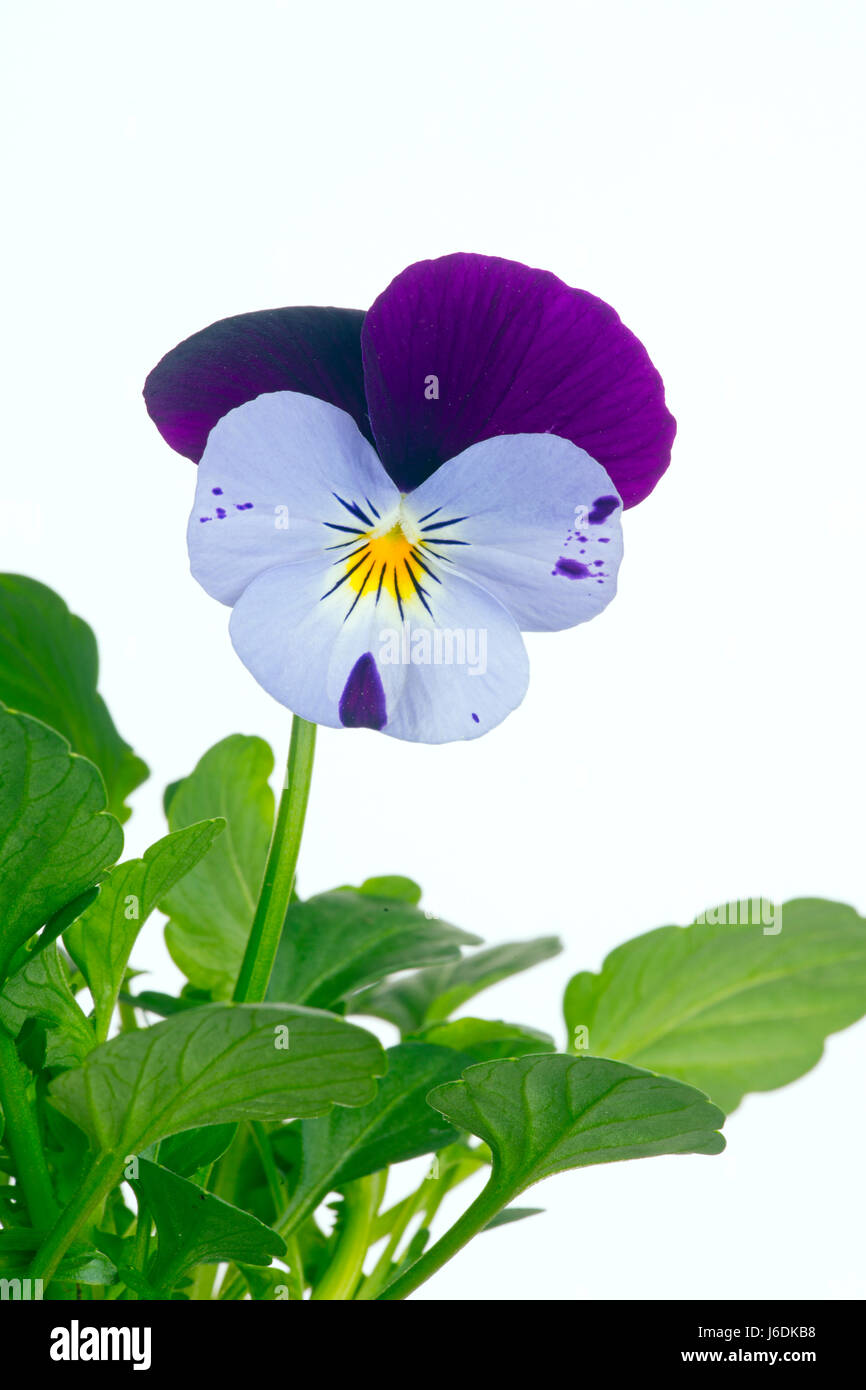 Viola cornuta (Viola Mix) cut out Stock Photo - Alamy