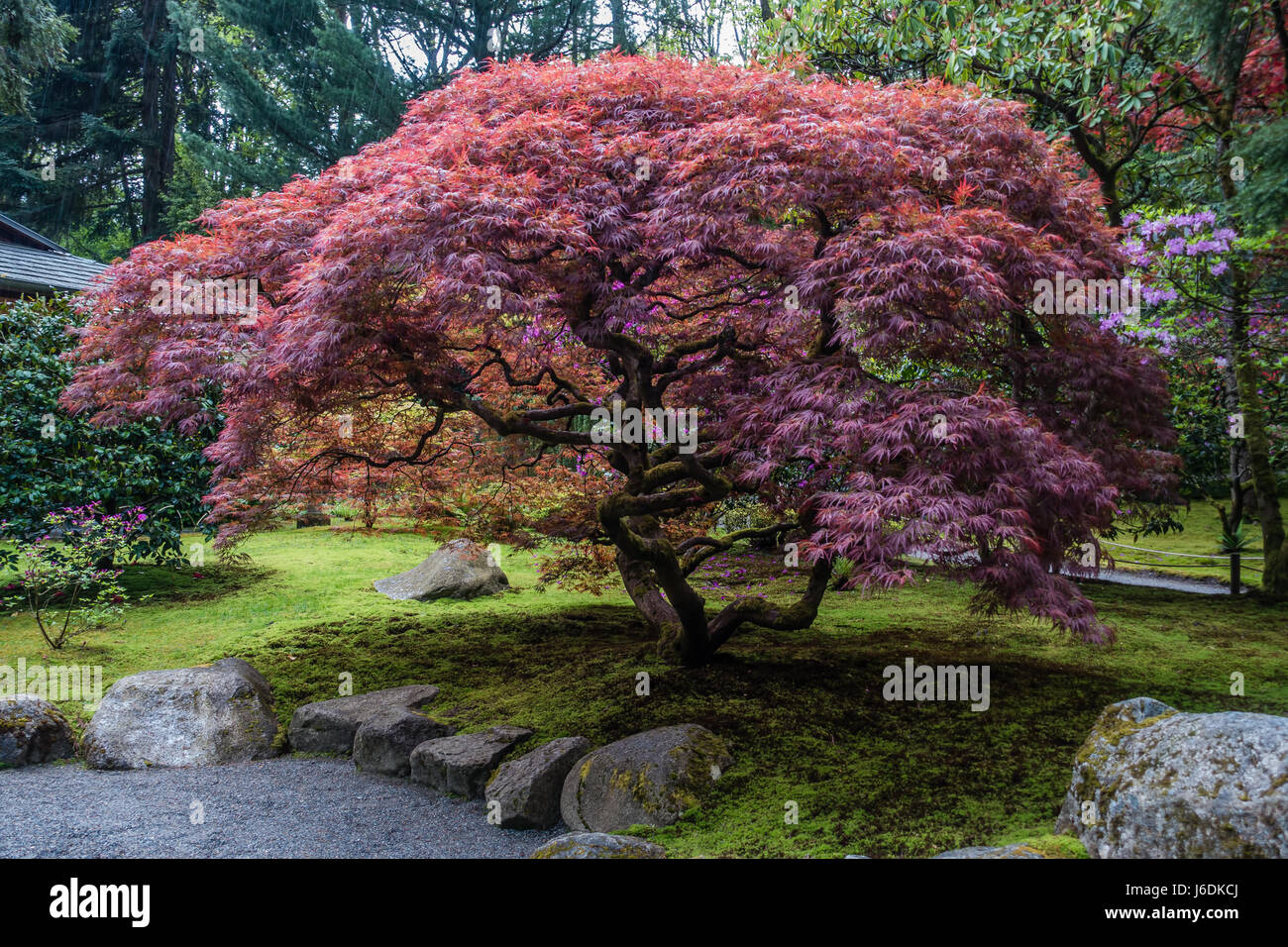 A view of a Japanese Maple tree in a Seattle garden Stock Photo - Alamy