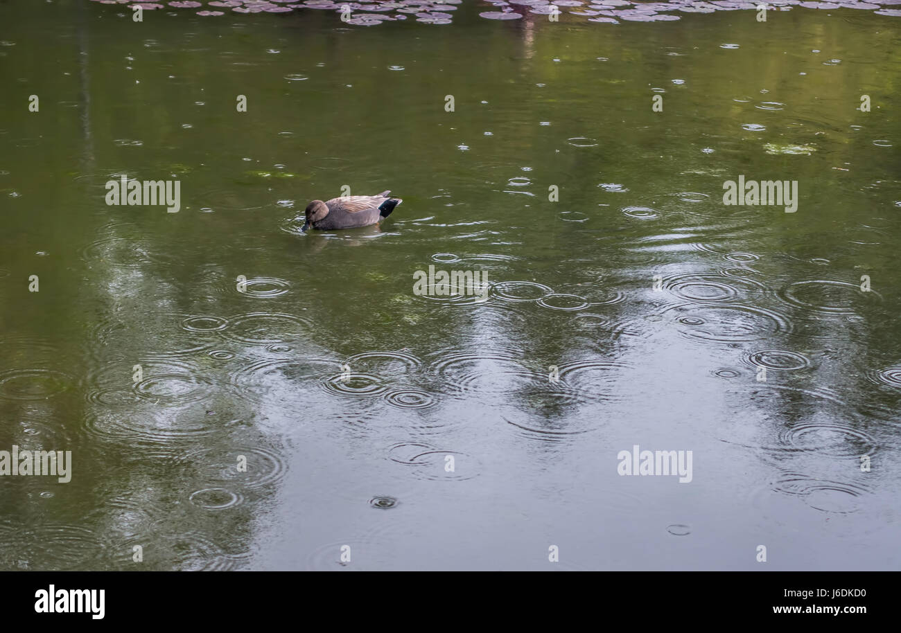 A duck swims on a pond as rain comes down Stock Photo - Alamy