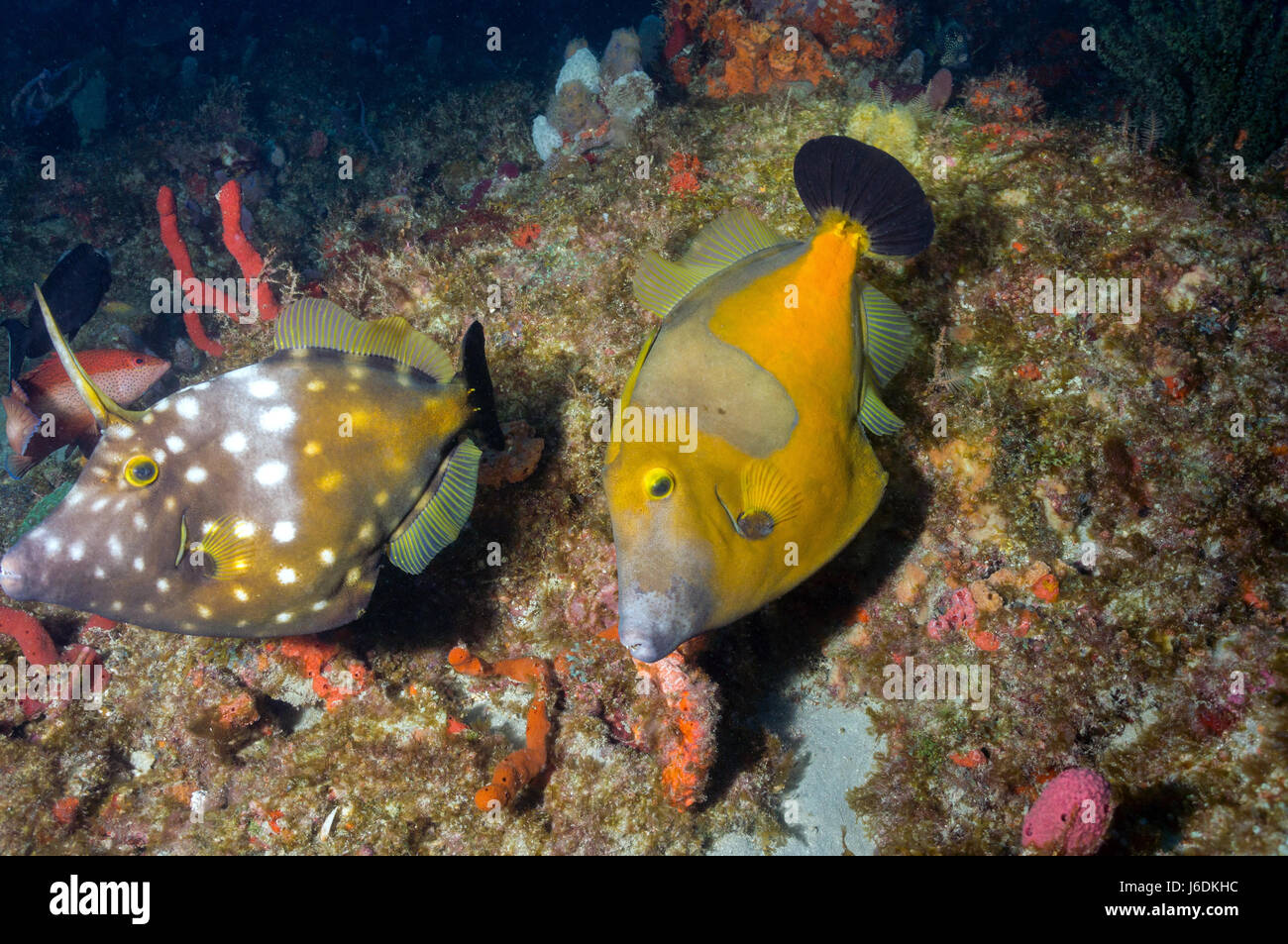 Filefish green hi-res stock photography and images - Alamy