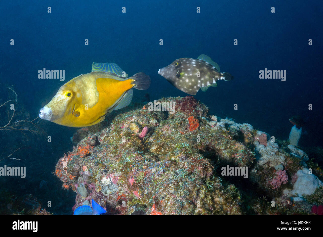 Filefish green hi-res stock photography and images - Alamy