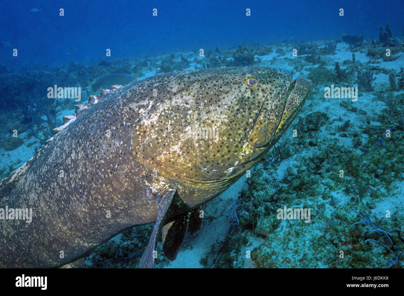 Green grouper hi-res stock photography and images - Alamy