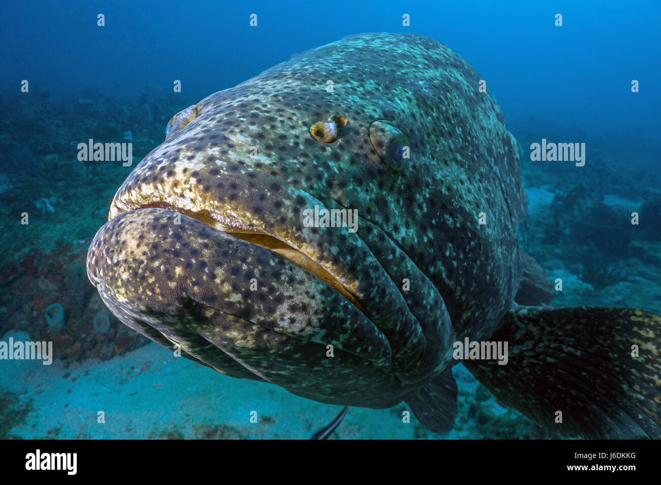 Goliath grouper hi-res stock photography and images - Alamy
