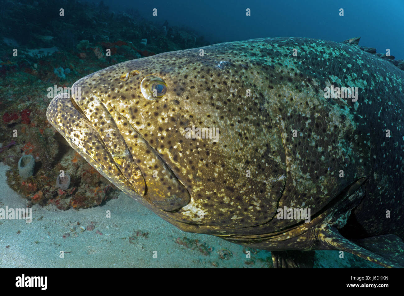 Green grouper hi-res stock photography and images - Alamy
