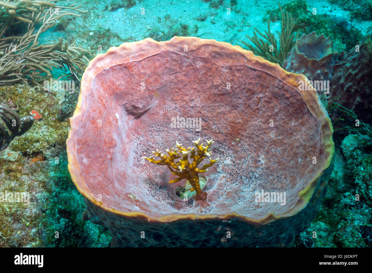 fire coral in basket sponge Stock Photo - Alamy