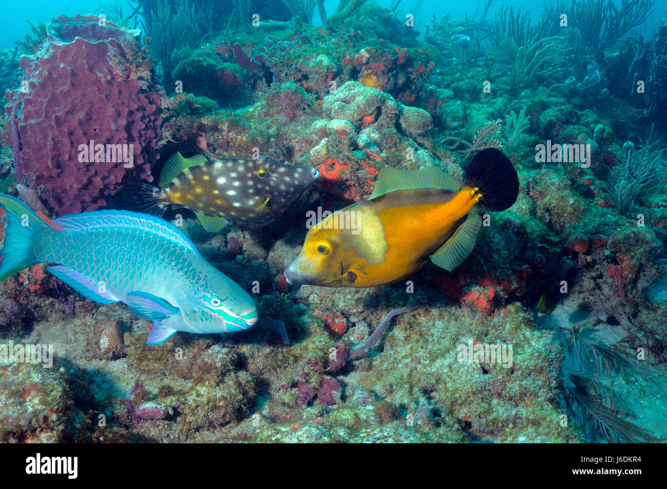 spotted filefish and stoplight parrotfish Stock Photo - Alamy