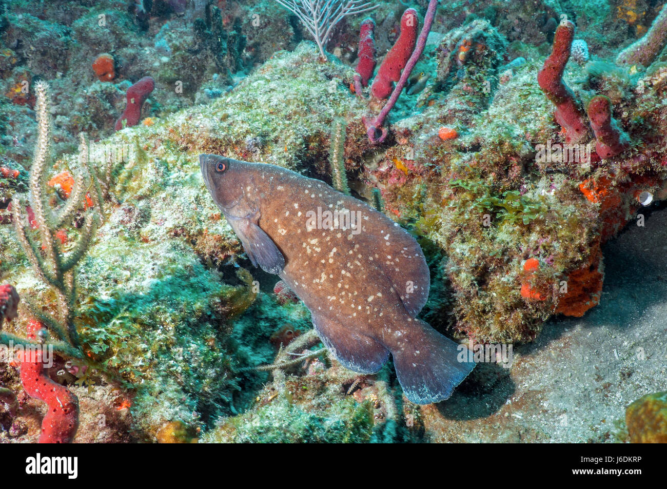 Soapfish hi-res stock photography and images - Alamy