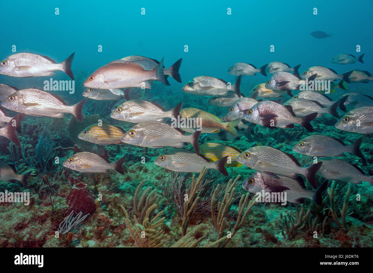 School of fish Stock Photo - Alamy