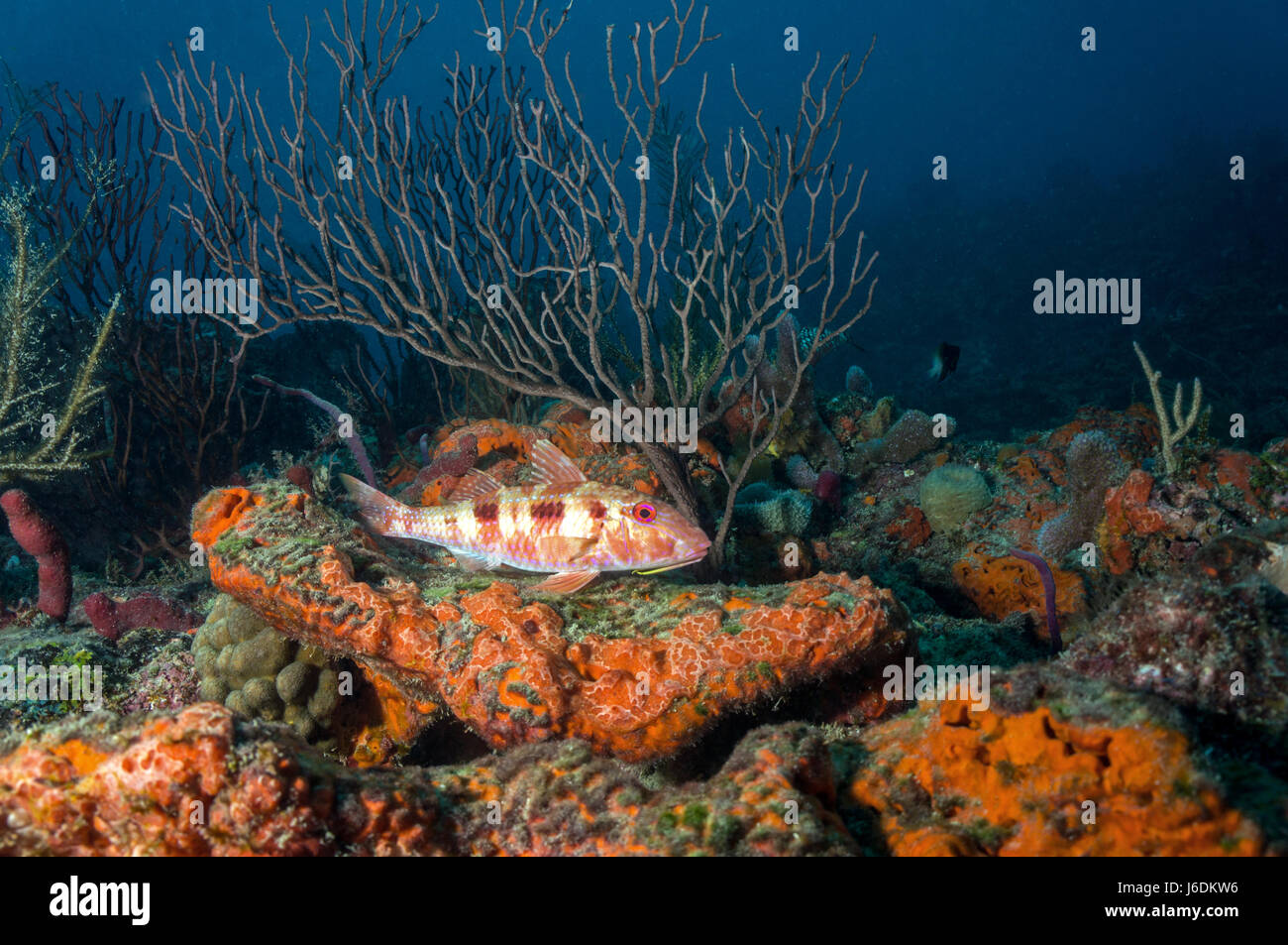 Spotted goatfish hi-res stock photography and images - Alamy