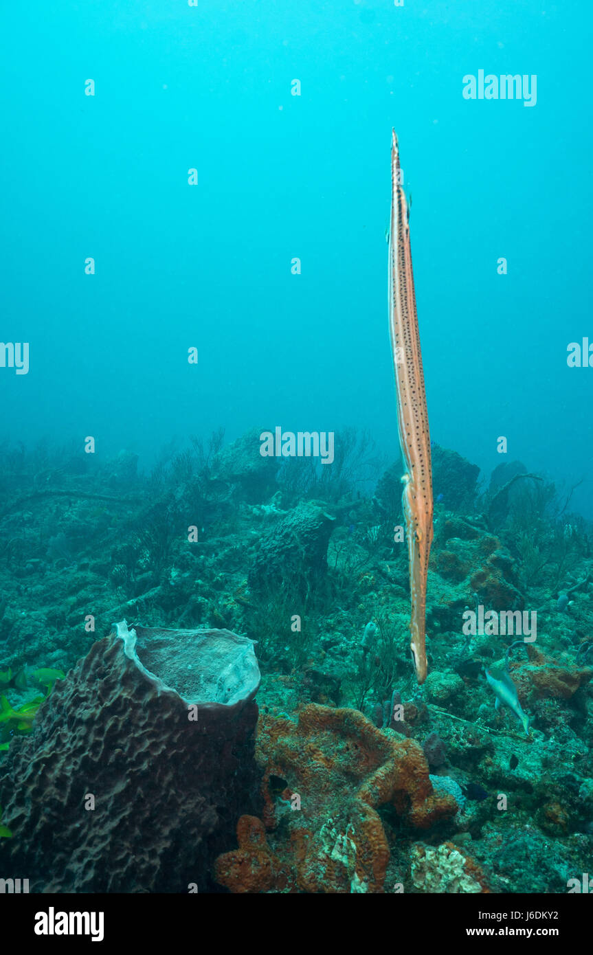 Trumpetfish hi-res stock photography and images - Alamy