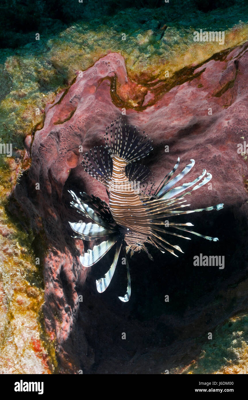 Marine life lionfish hi-res stock photography and images - Alamy