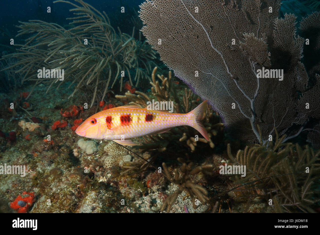 Spotted goatfish hi-res stock photography and images - Alamy