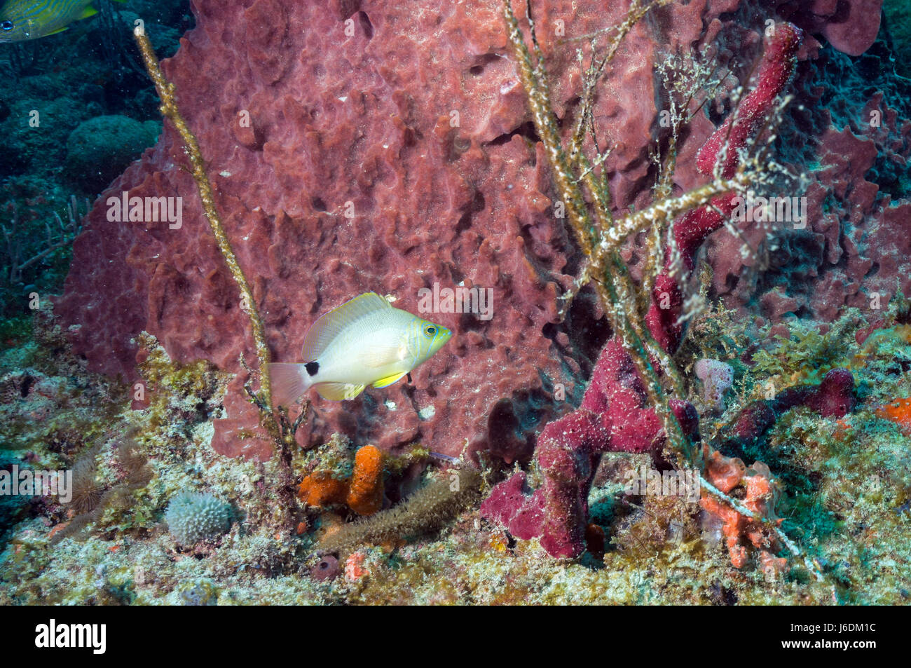 Hamlet fish hi-res stock photography and images - Alamy