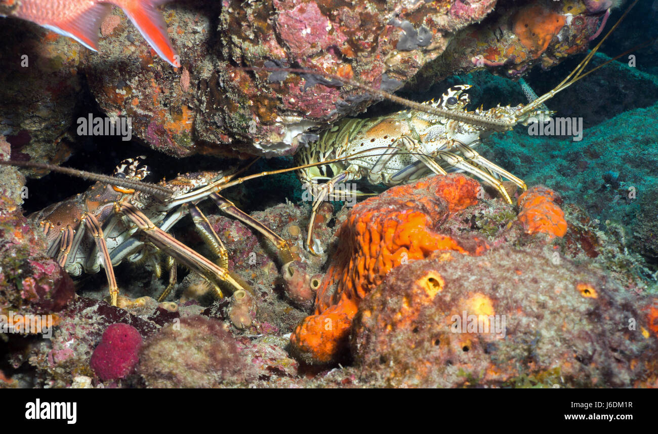 Marine life lionfish hi-res stock photography and images - Alamy