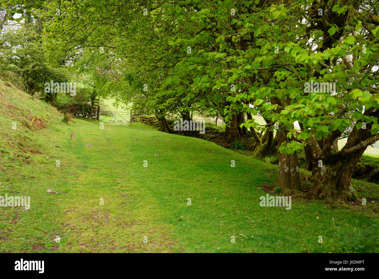 Doone valley exmoor hi-res stock photography and images - Alamy