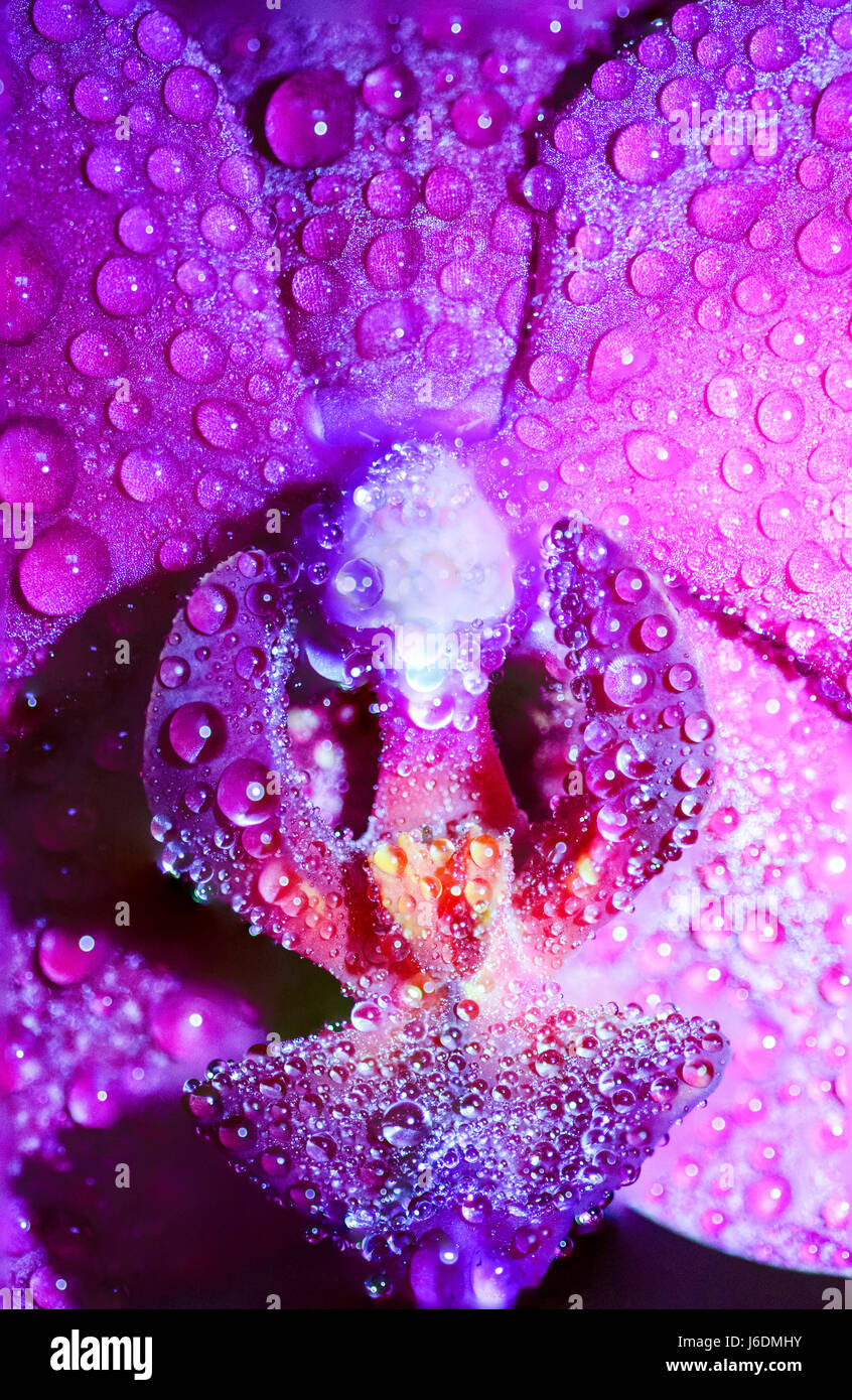 Wet orchid close up hi-res stock photography and images - Alamy