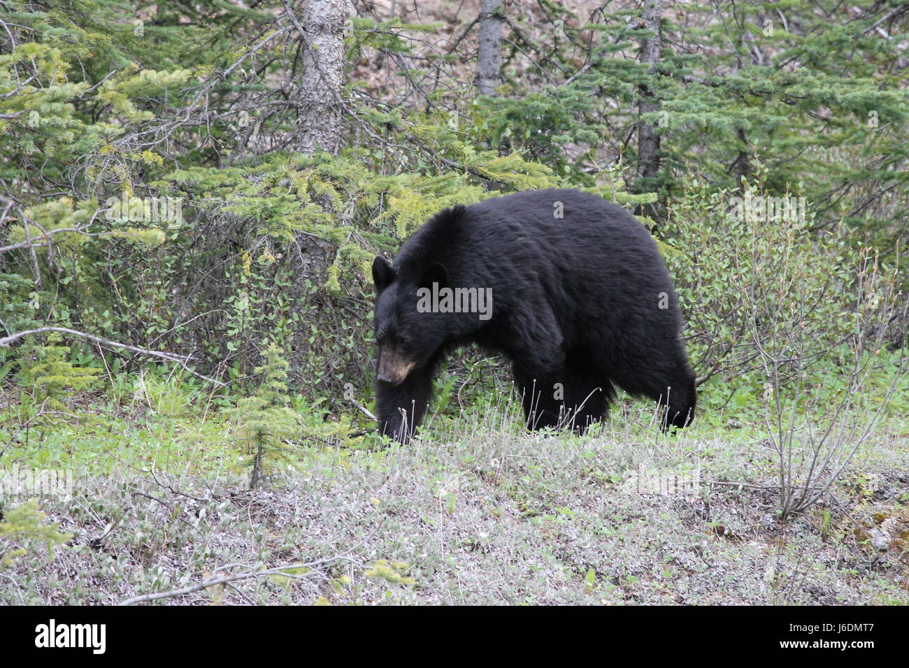 Black Bear in Banff Stock Photo - Alamy