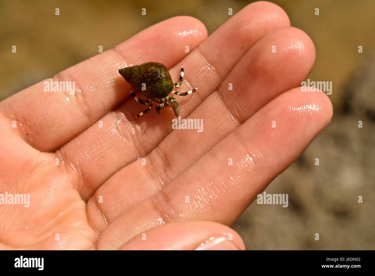 Tiny Hermit Crab in hand Stock Photo - Alamy
