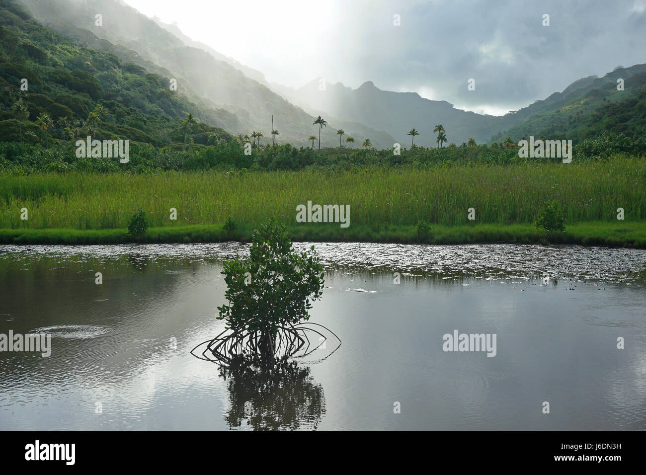 Tropical valley hi-res stock photography and images - Alamy