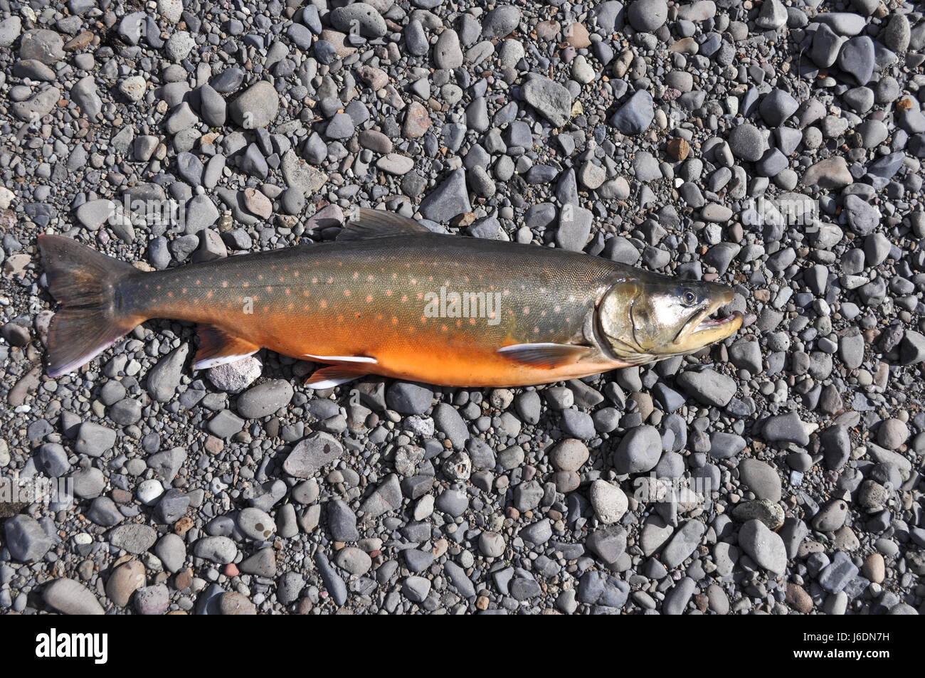 Trophy fishing - Arctic char. A large fish with bright colours lies on ...