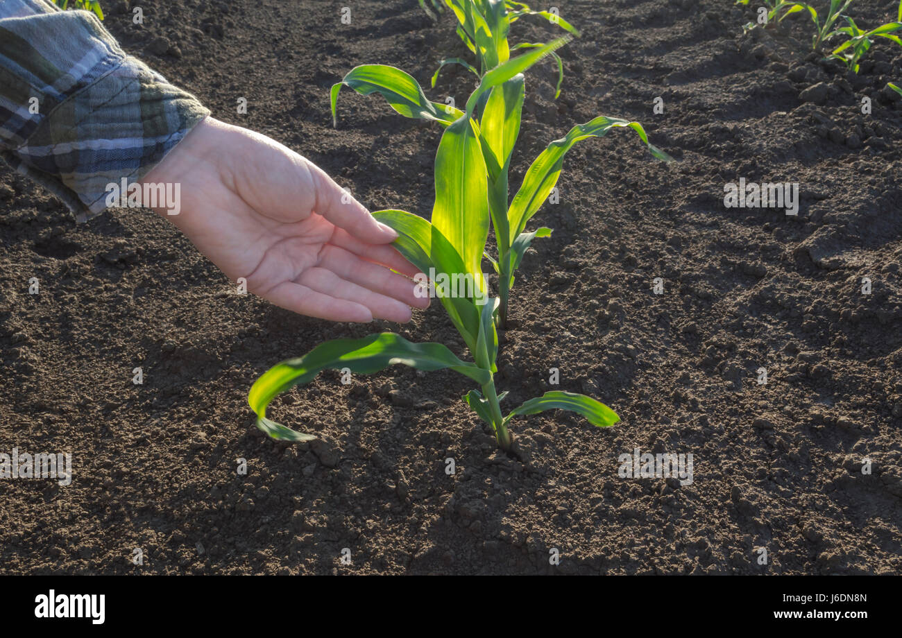 Farmer hand in corn field, selective focus. Agricultural concept Stock ...
