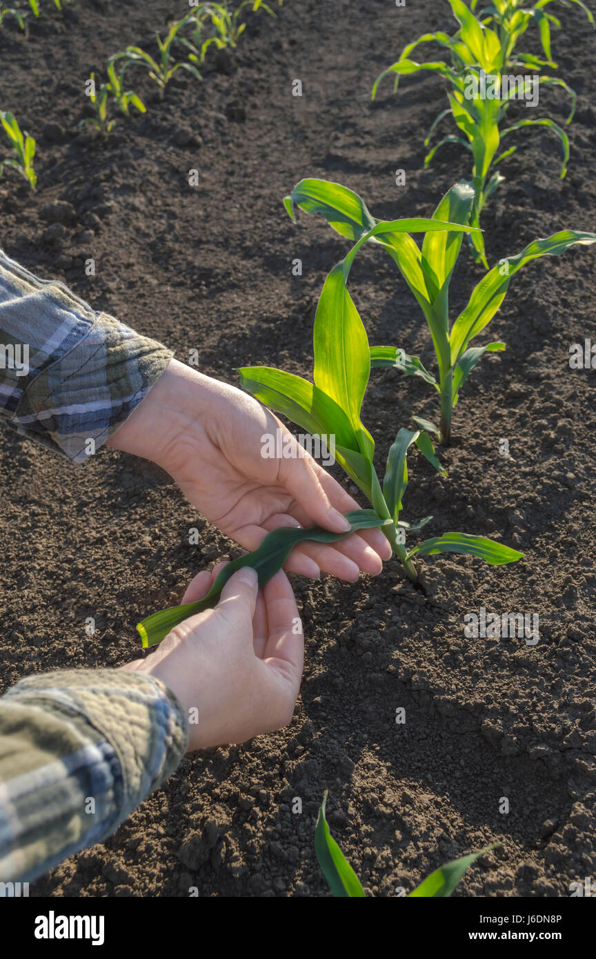 Farmer hand in corn field, selective focus. Agricultural concept Stock ...