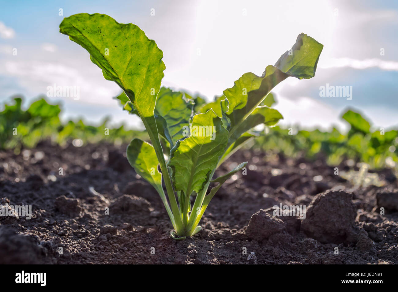 Sugar beet plant hi-res stock photography and images - Alamy