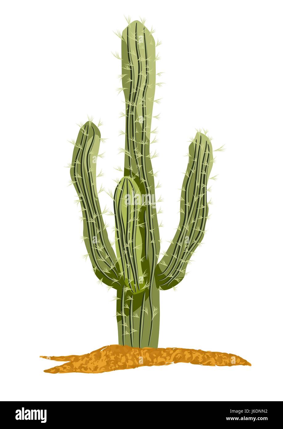 saguaro cactus isolated on a white background Stock Vector Image & Art ...