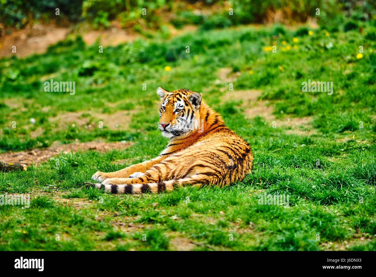 Siberian tiger. Panthera tigris altaica. beautiful tiger Stock Photo ...